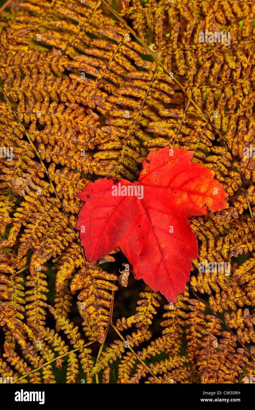 Dead bracken fronds hi-res stock photography and images - Alamy
