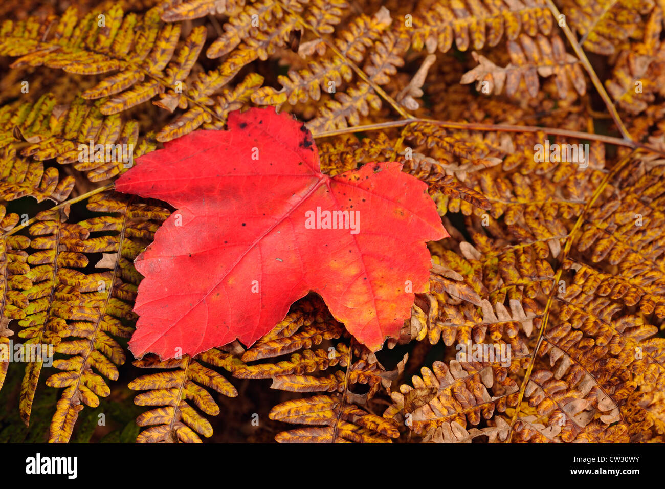 Red maple (Acer rubrum), leaf resting on dead bracken fern frond, Wanup ...