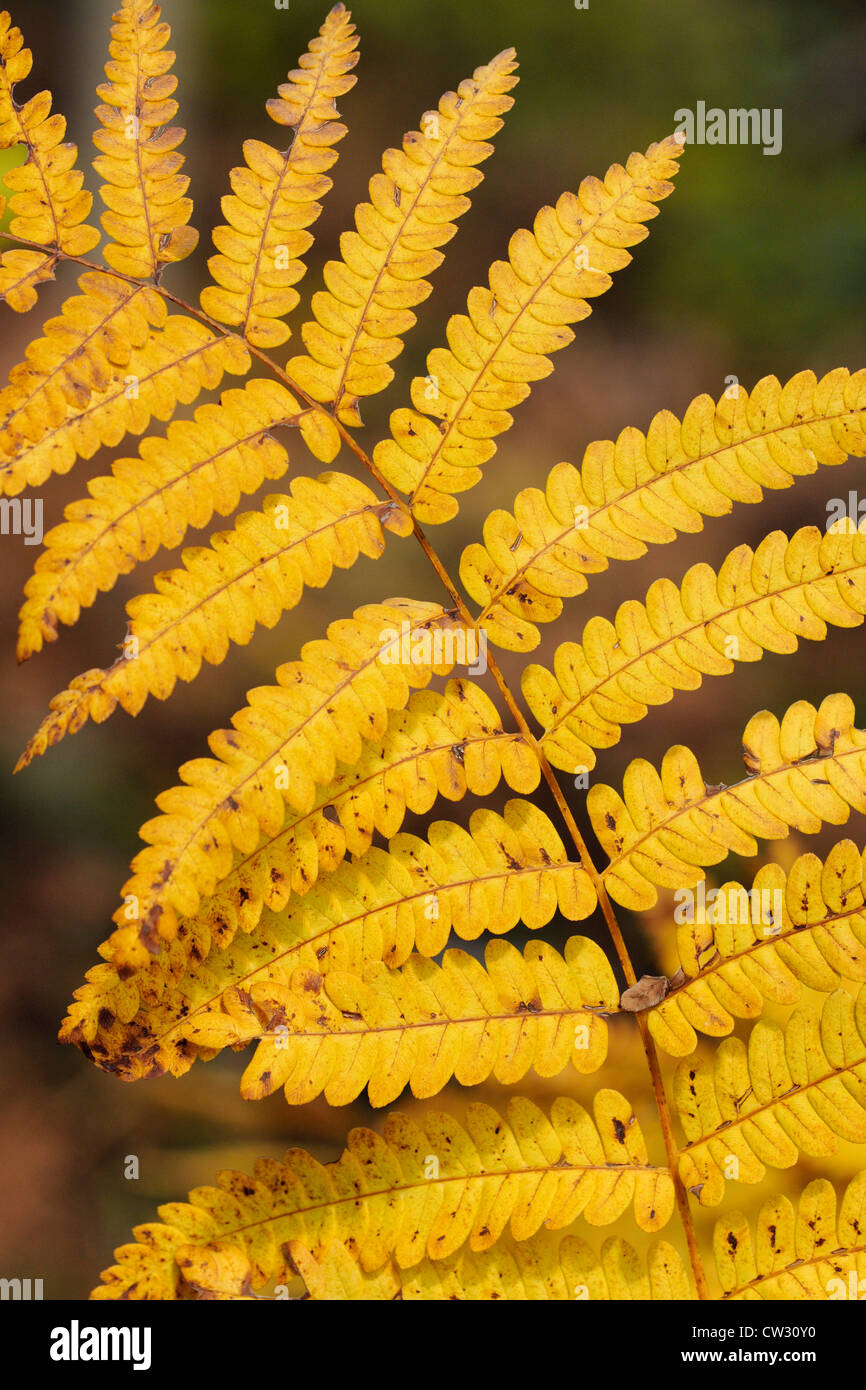 Interrupted fern (Osmunda claytoniana) Autumn fronds, Wanup, Ontario ...