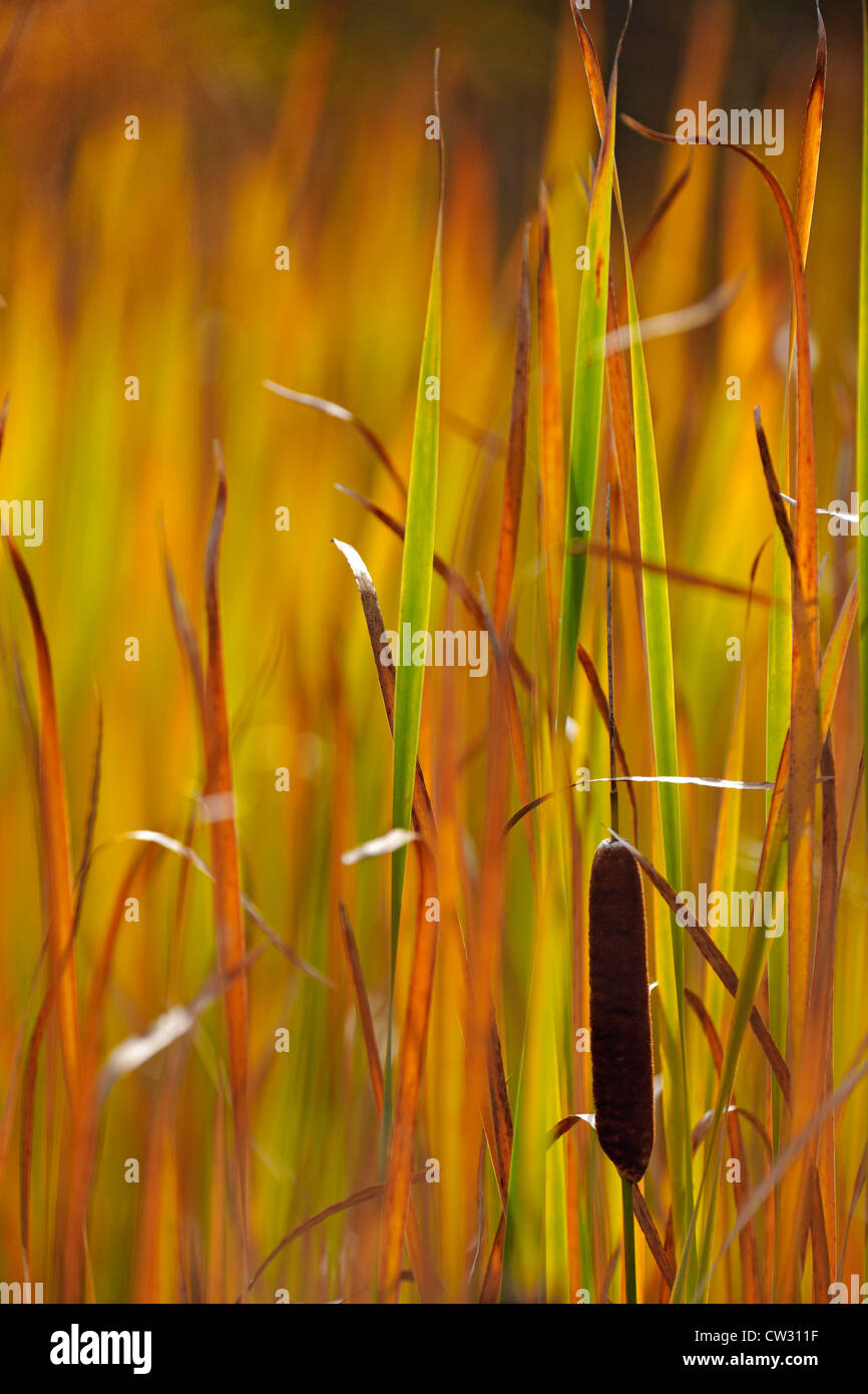 Typha species hi-res stock photography and images - Alamy