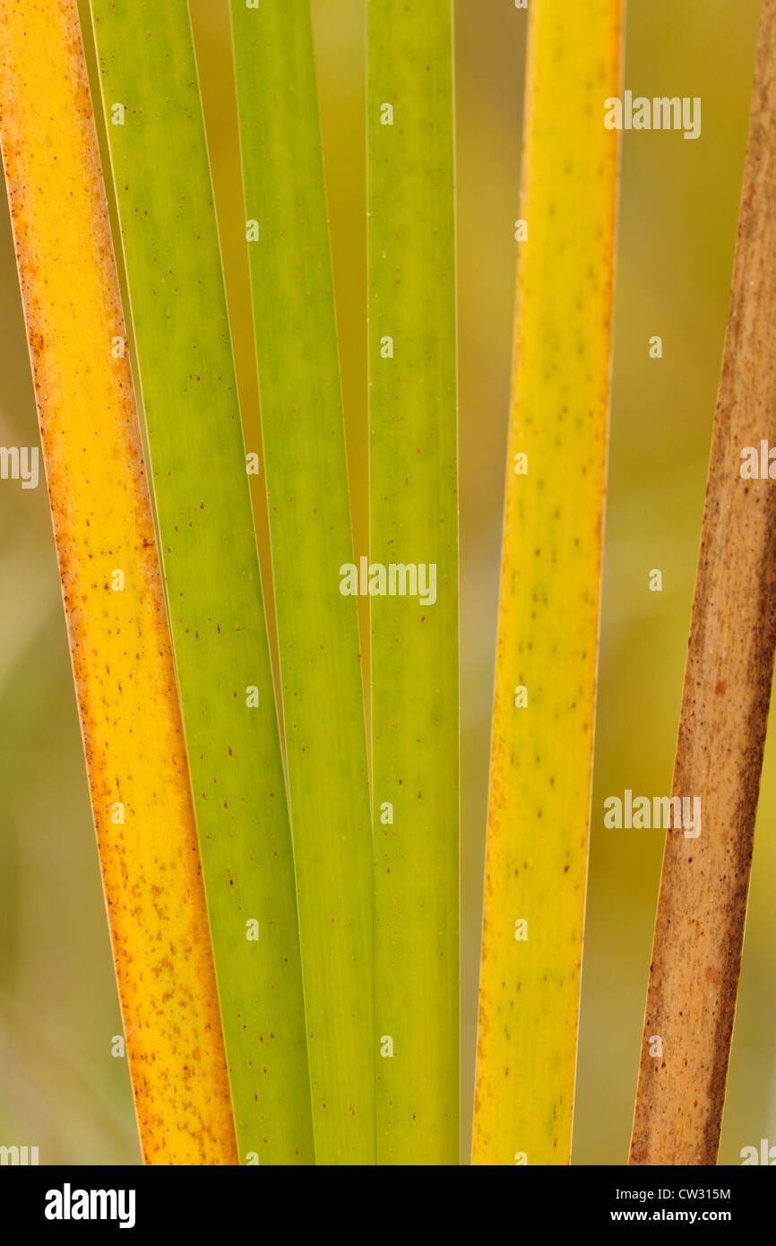 Species typha angustifolia hi-res stock photography and images - Alamy