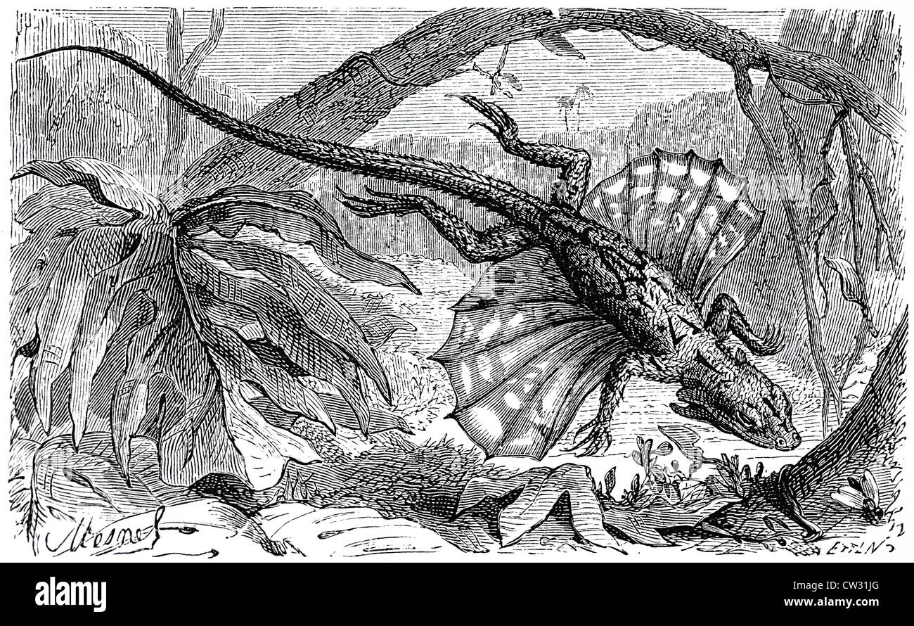 The flying dragon Stock Photo - Alamy