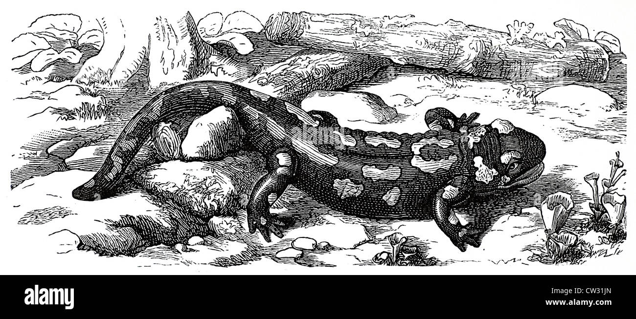 Not real Black and White Stock Photos & Images - Alamy