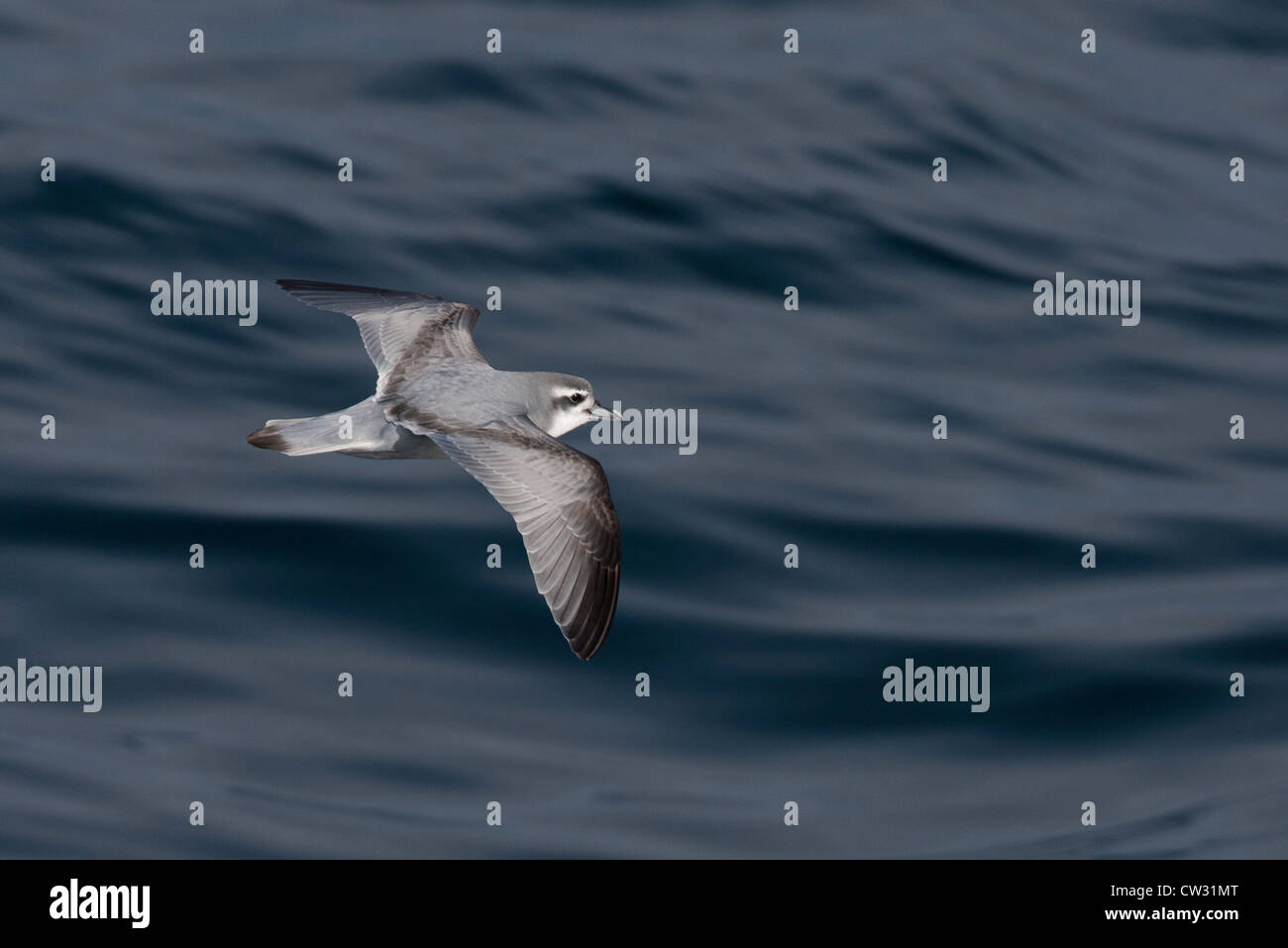 Slender birds hi-res stock photography and images - Alamy