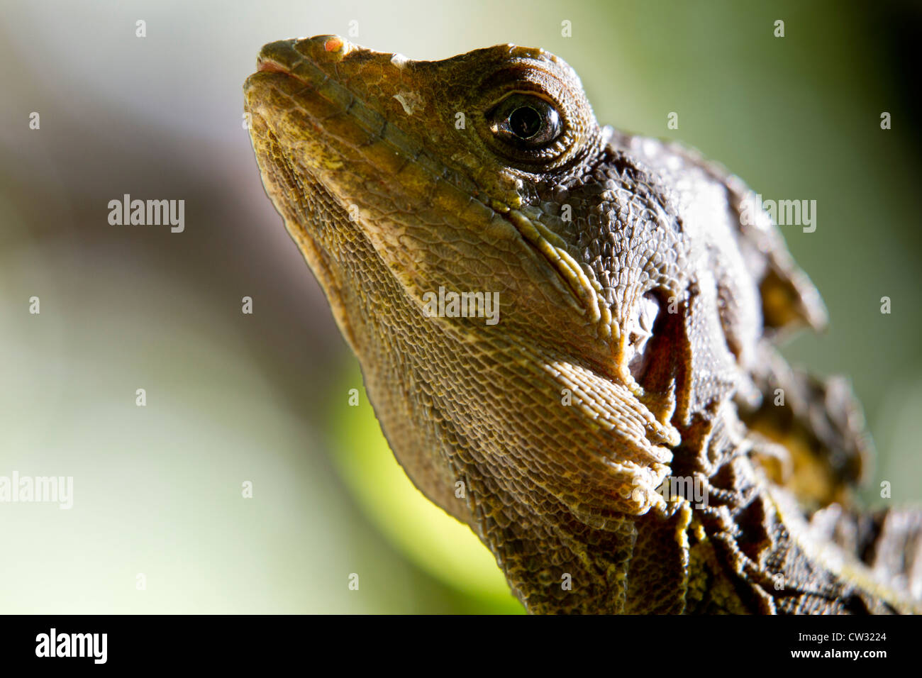 Brown Basilisk (Basiliscus vittatus) also known as the Striped Basilisk ...