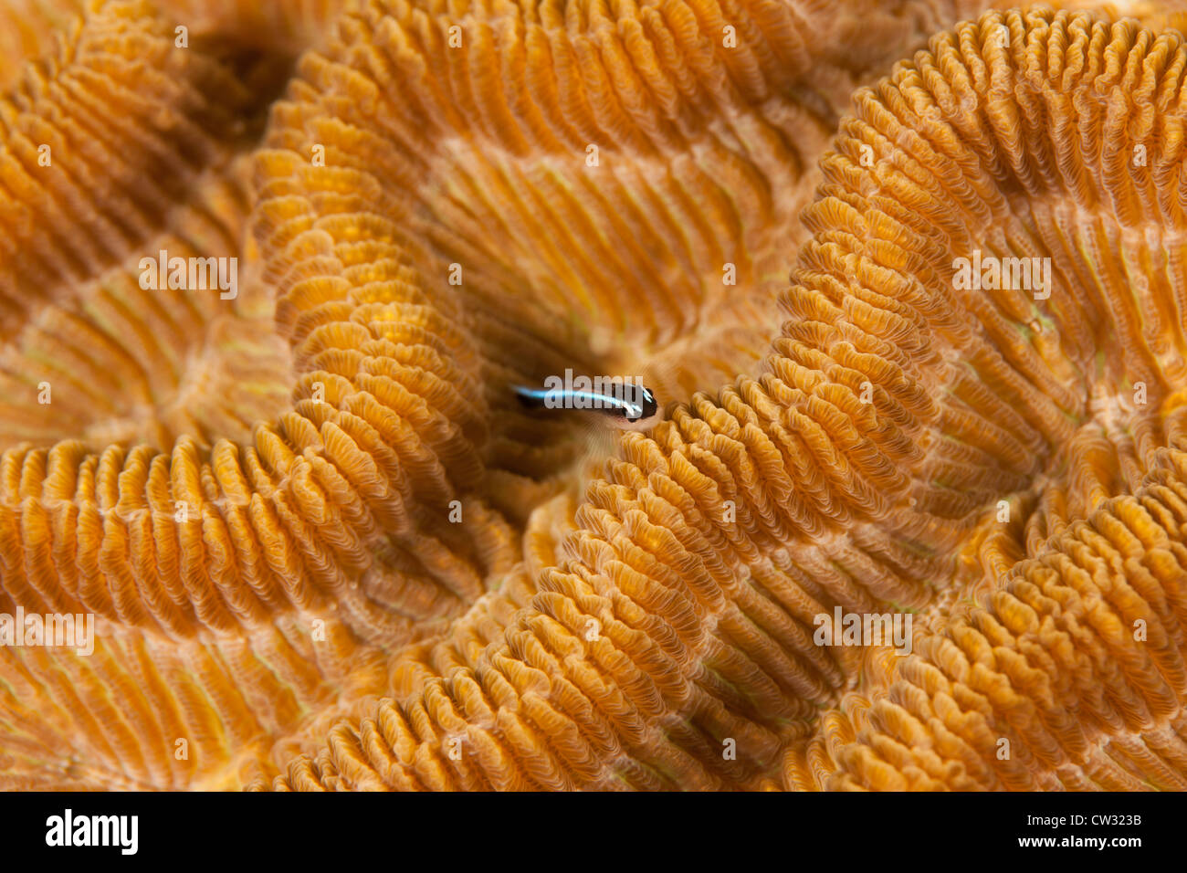 Neon Goby (Elacatinus oceanops) resting on brain coral on a tropical ...