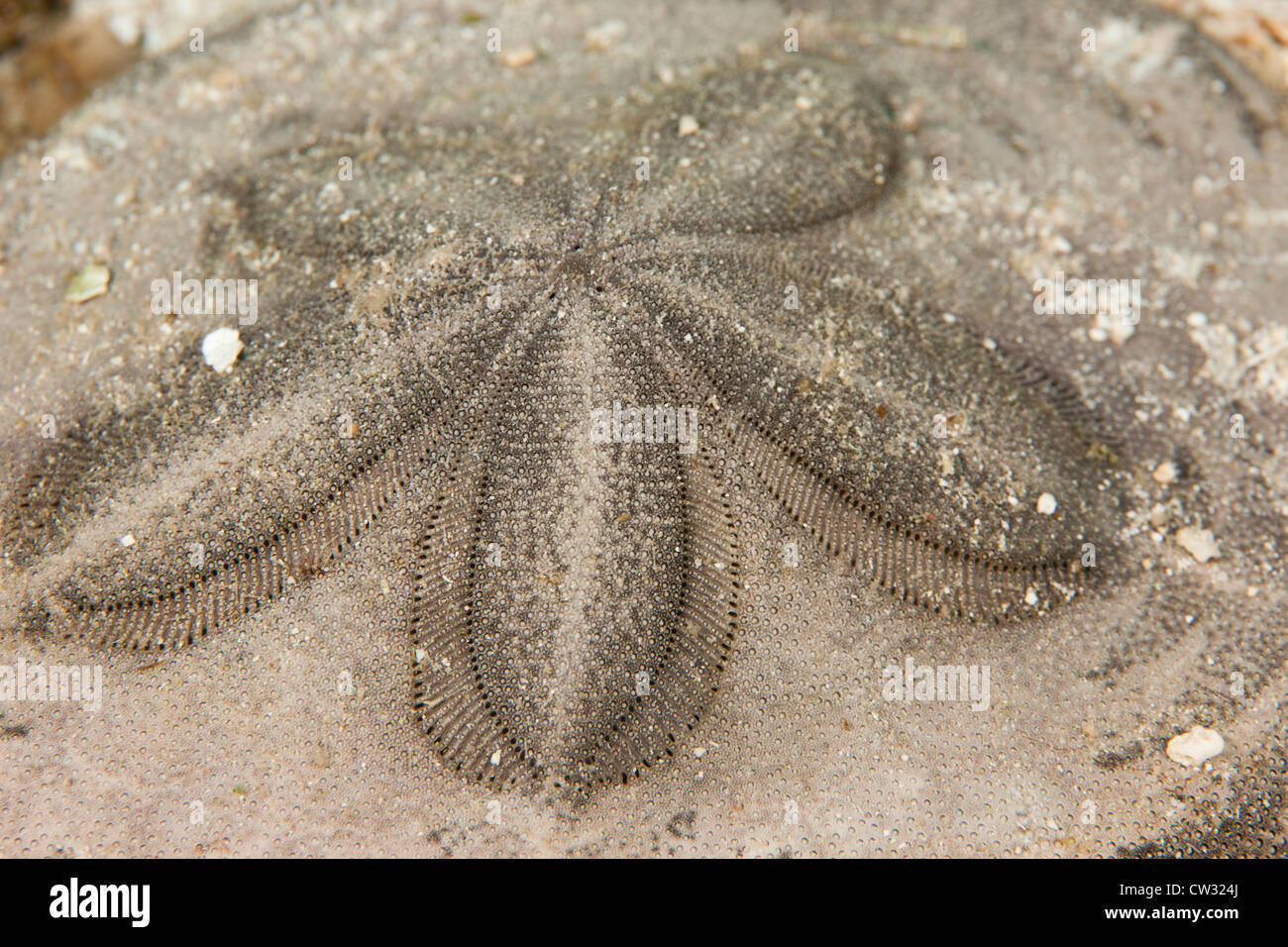 Clypeaster hi-res stock photography and images - Alamy