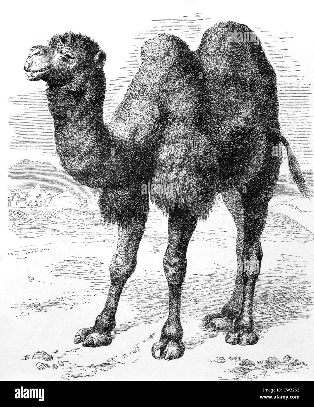 Bactrian Camel on engraving from 1890. Engraved by unknown artist and ...