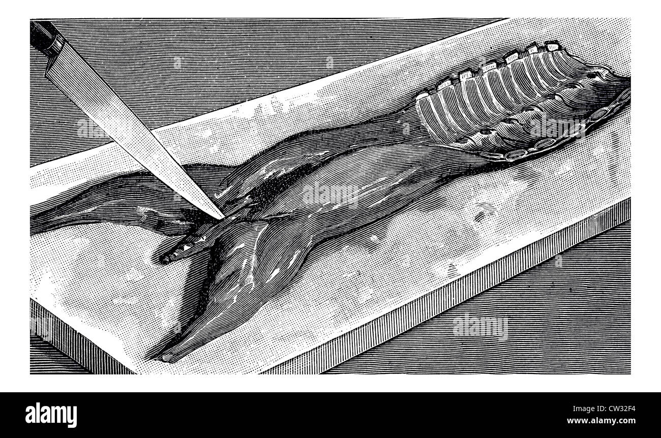 Scraping bone Cut Out Stock Images & Pictures - Alamy