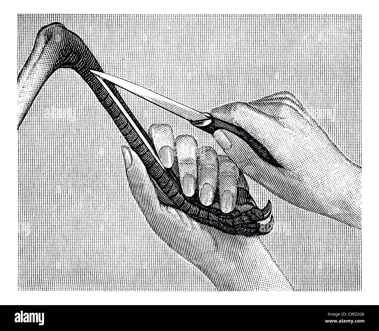 Turkey feet hi-res stock photography and images - Alamy