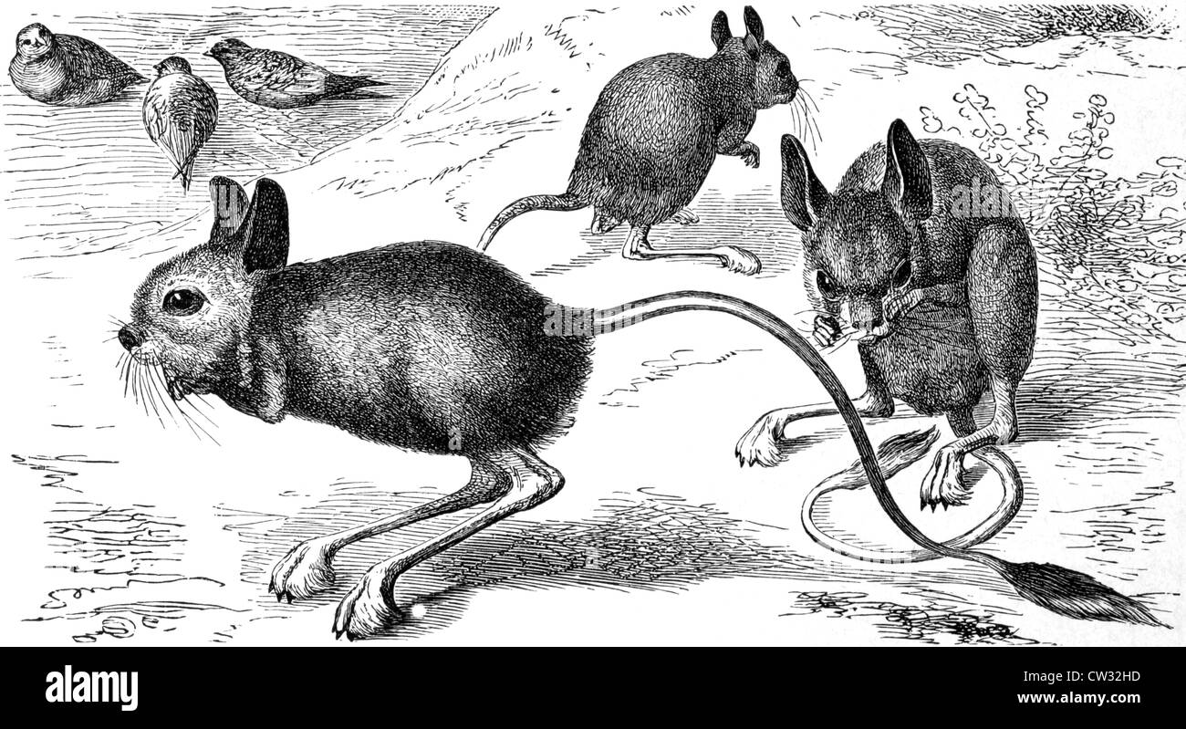 Jerboa hi-res stock photography and images - Alamy