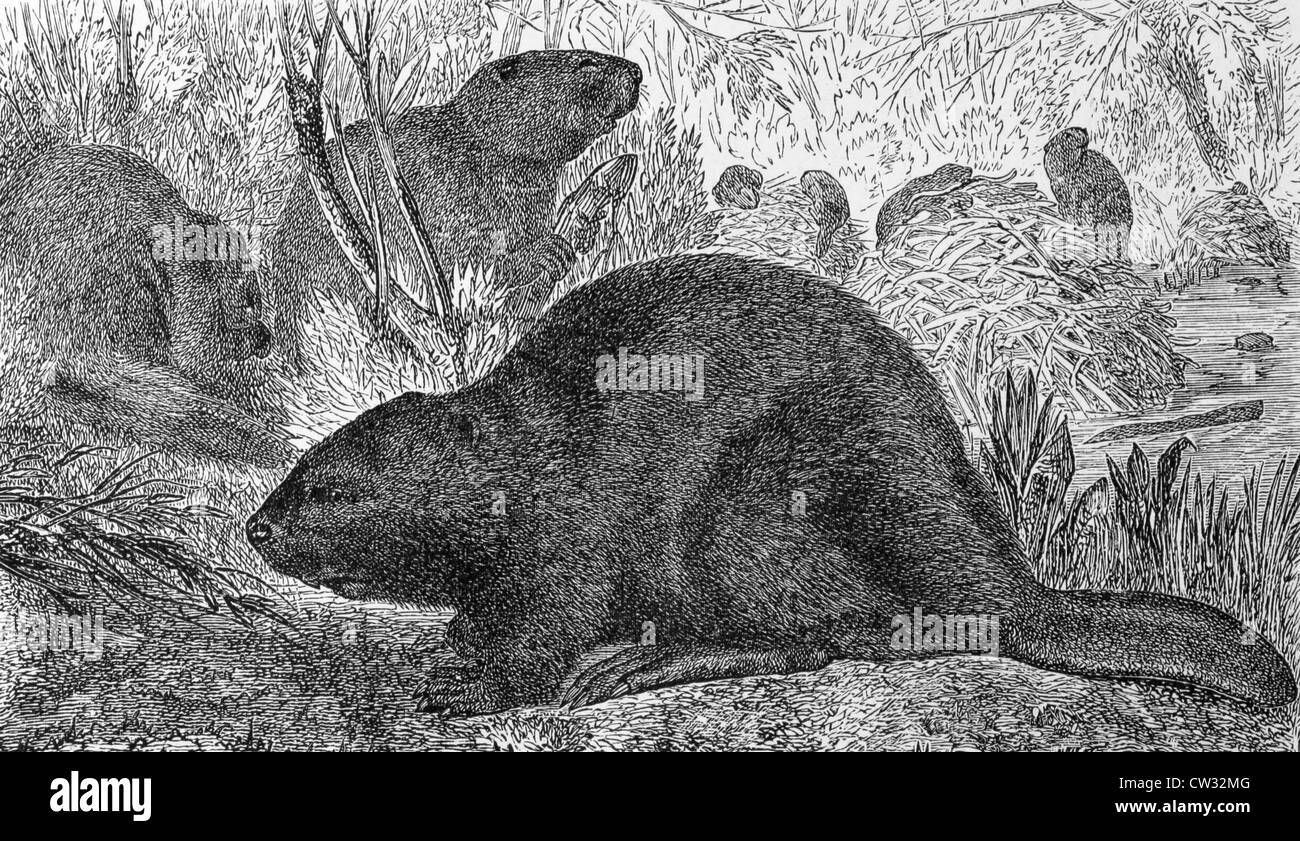Eurasian Beaver on engraving from 1890. Engraved by unknown artist and ...