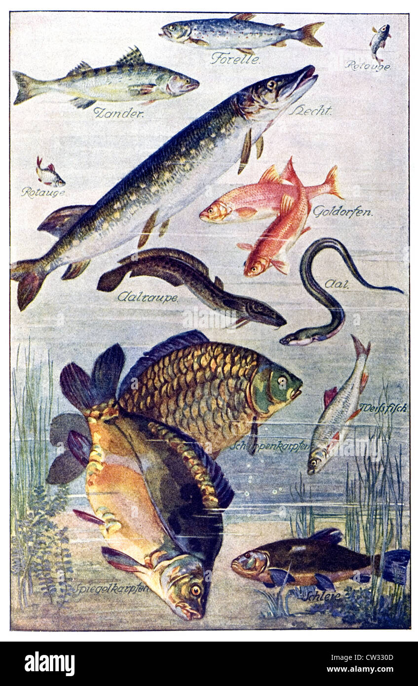 The most popular freshwater fish Stock Photo - Alamy