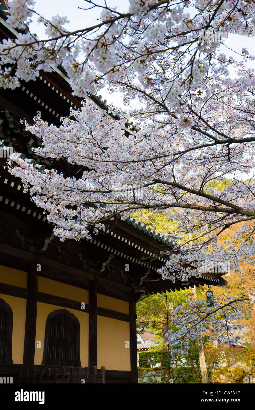 Japanese temple sakura tree hi-res stock photography and images - Alamy