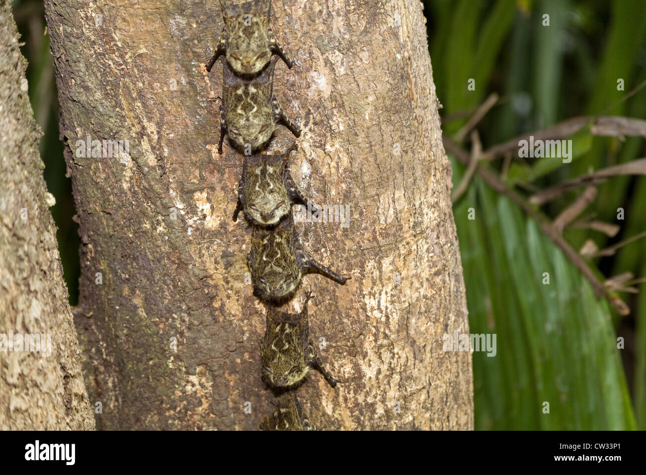 Alajuela Province, Costa Rica, Central America: Long-nosed Bats on a ...