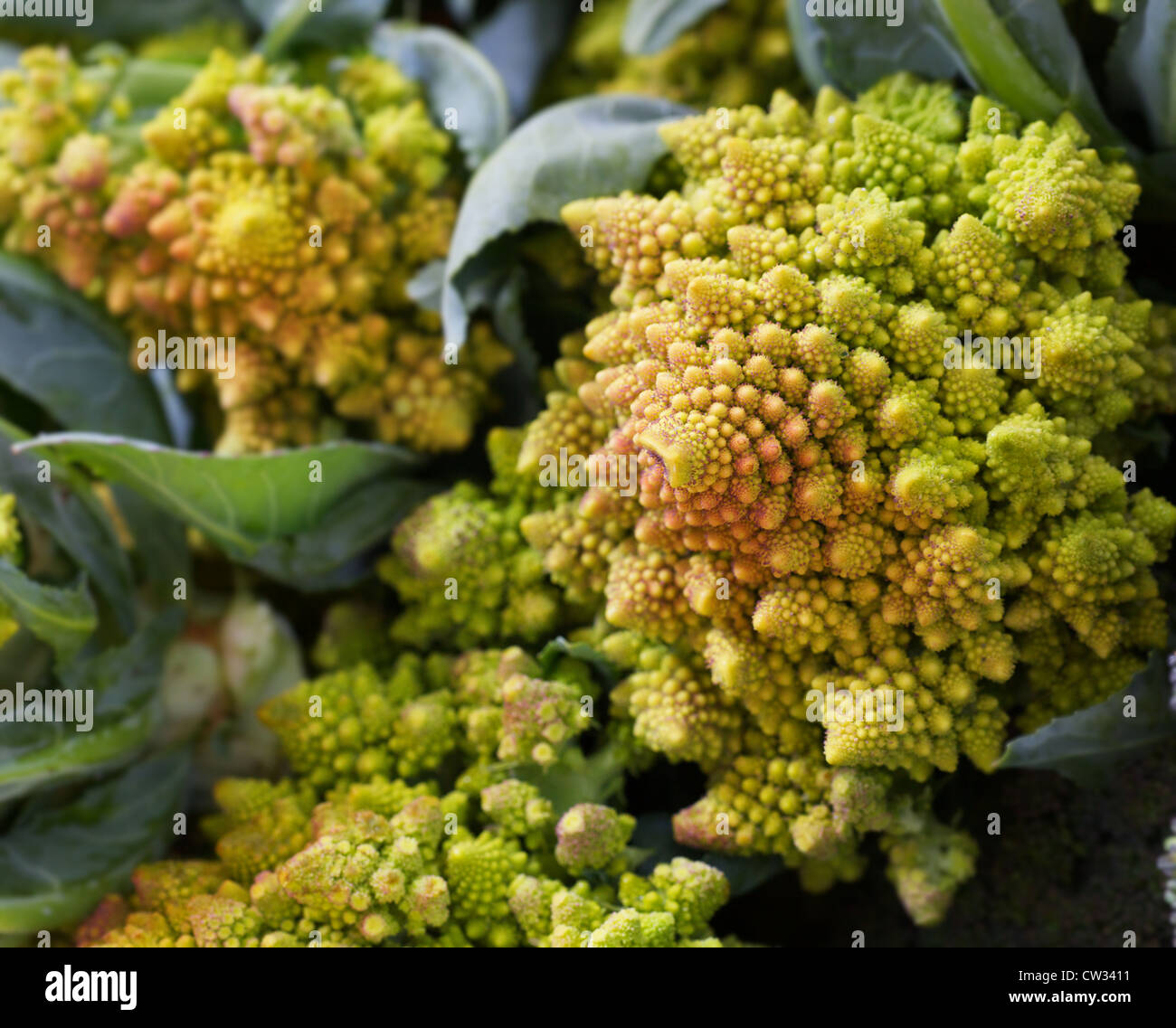 Romano broccoli hi-res stock photography and images - Alamy
