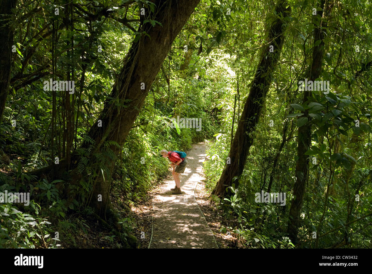 A visitor amid tropical vegetation along secluded path in the ...