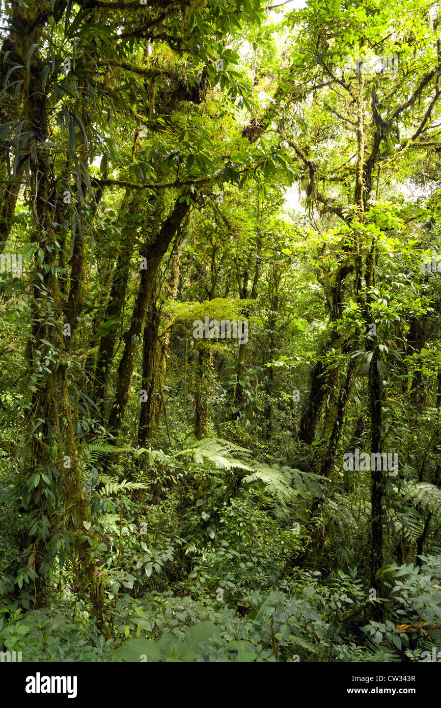 Thriving forest hi-res stock photography and images - Alamy