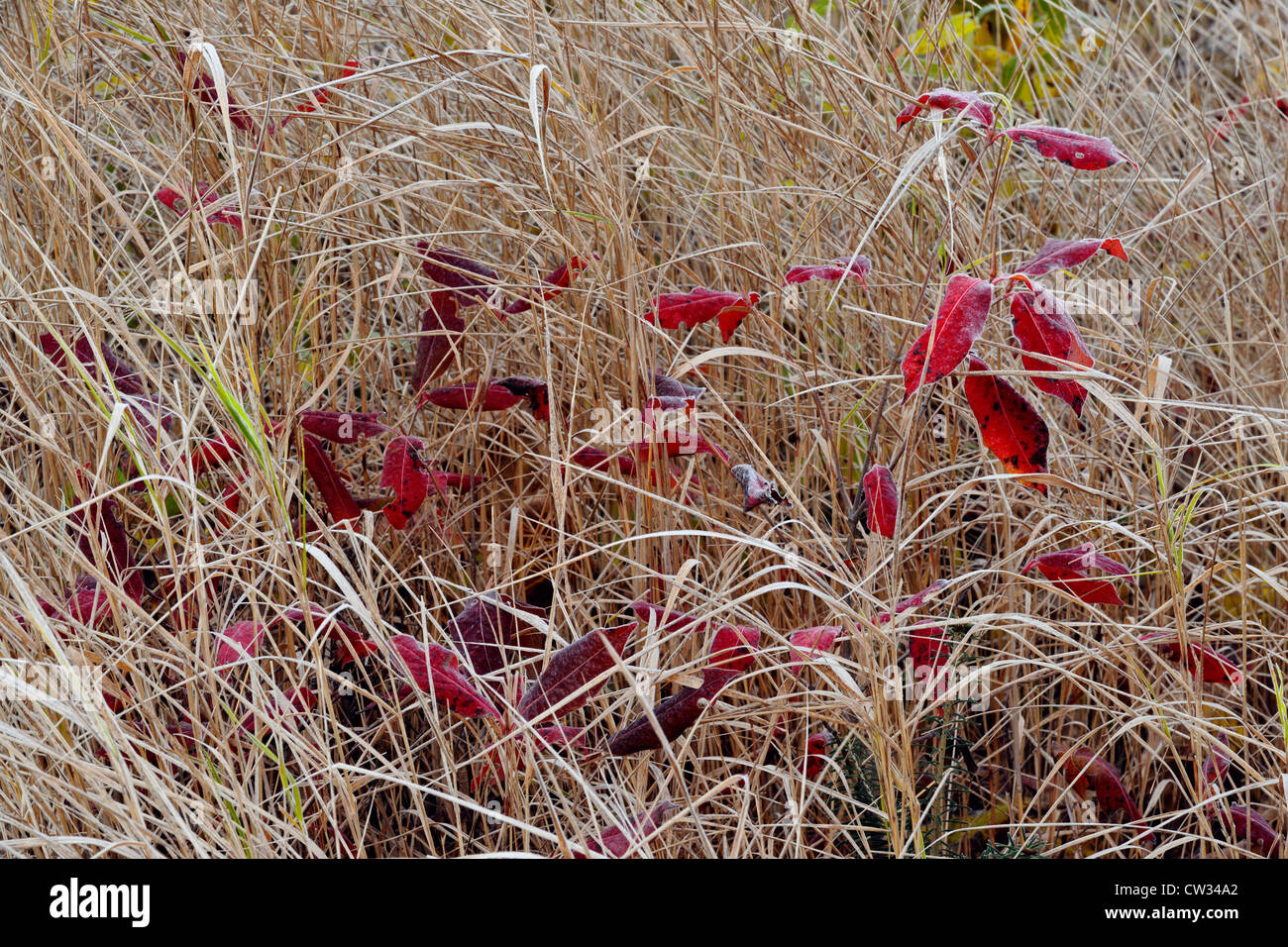 Grasses and northern wild raisin leaves (Vibernum casssinoides) in ...