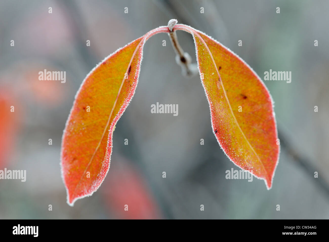 Secondary leaves hi-res stock photography and images - Alamy