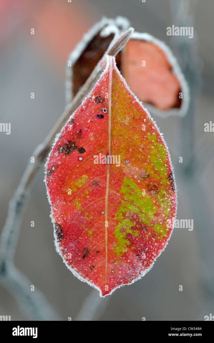 Northern wild raisin (Viburnum cassinoides) Frosted autumn leaves ...