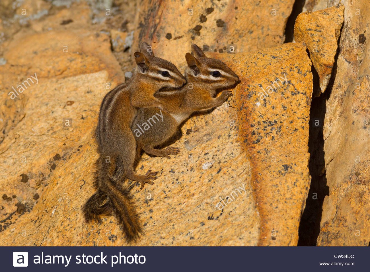 Allens High Resolution Stock Photography and Images - Alamy