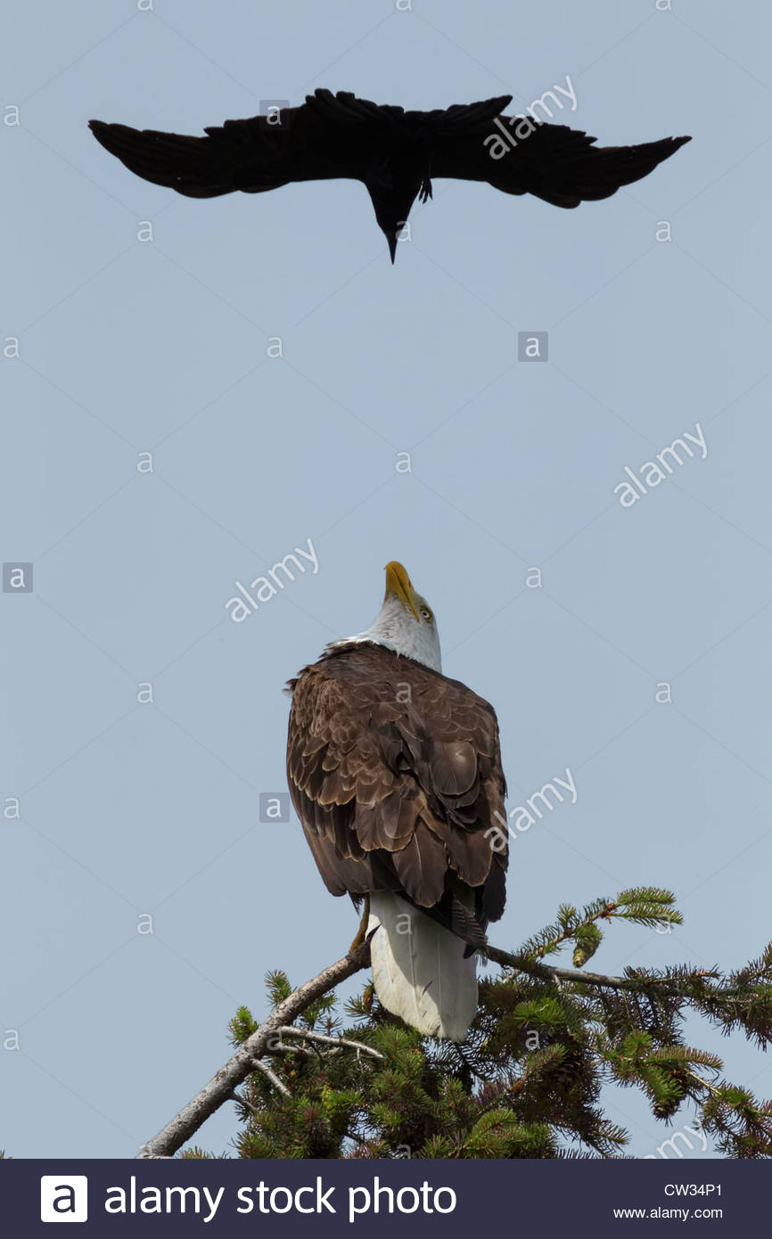 Attack Attacking Stock Photos & Attack Attacking Stock Images - Alamy