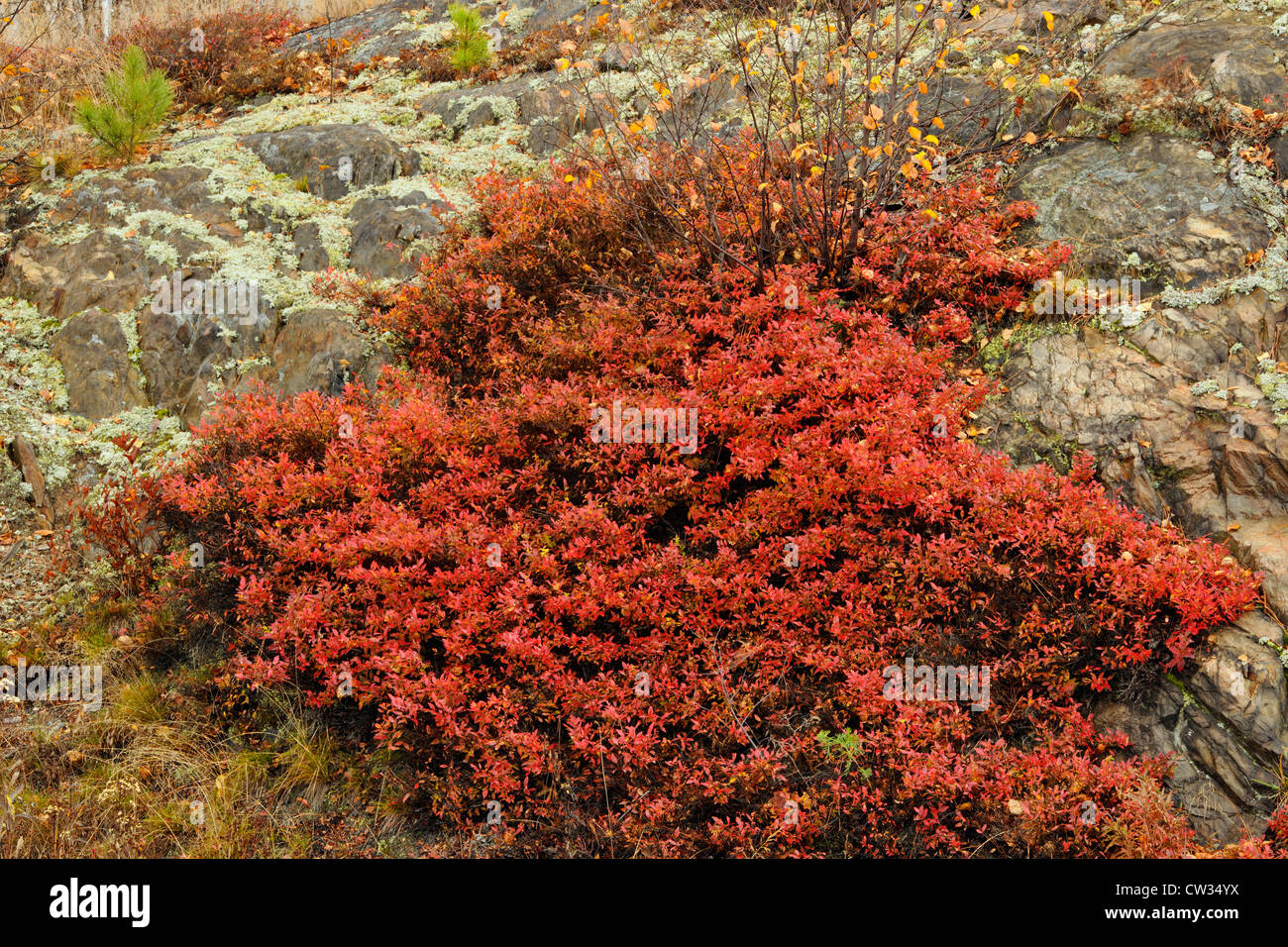 Lowbush Blueberry (Vaccinium angustifolium) autumn leaves, Greater ...