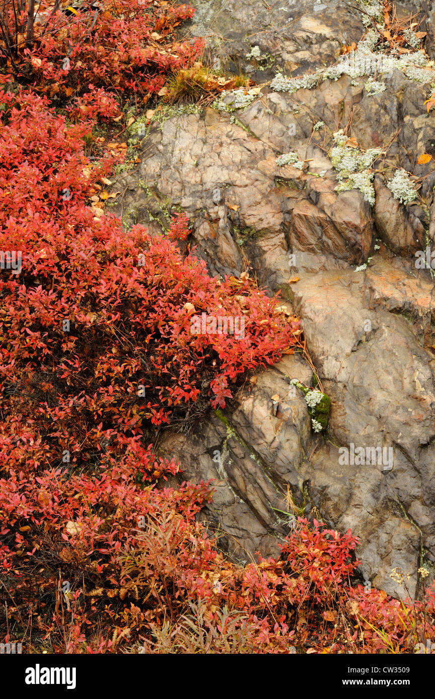 Lowbush Blueberry (Vaccinium angustifolium) autumn leaves, Greater ...
