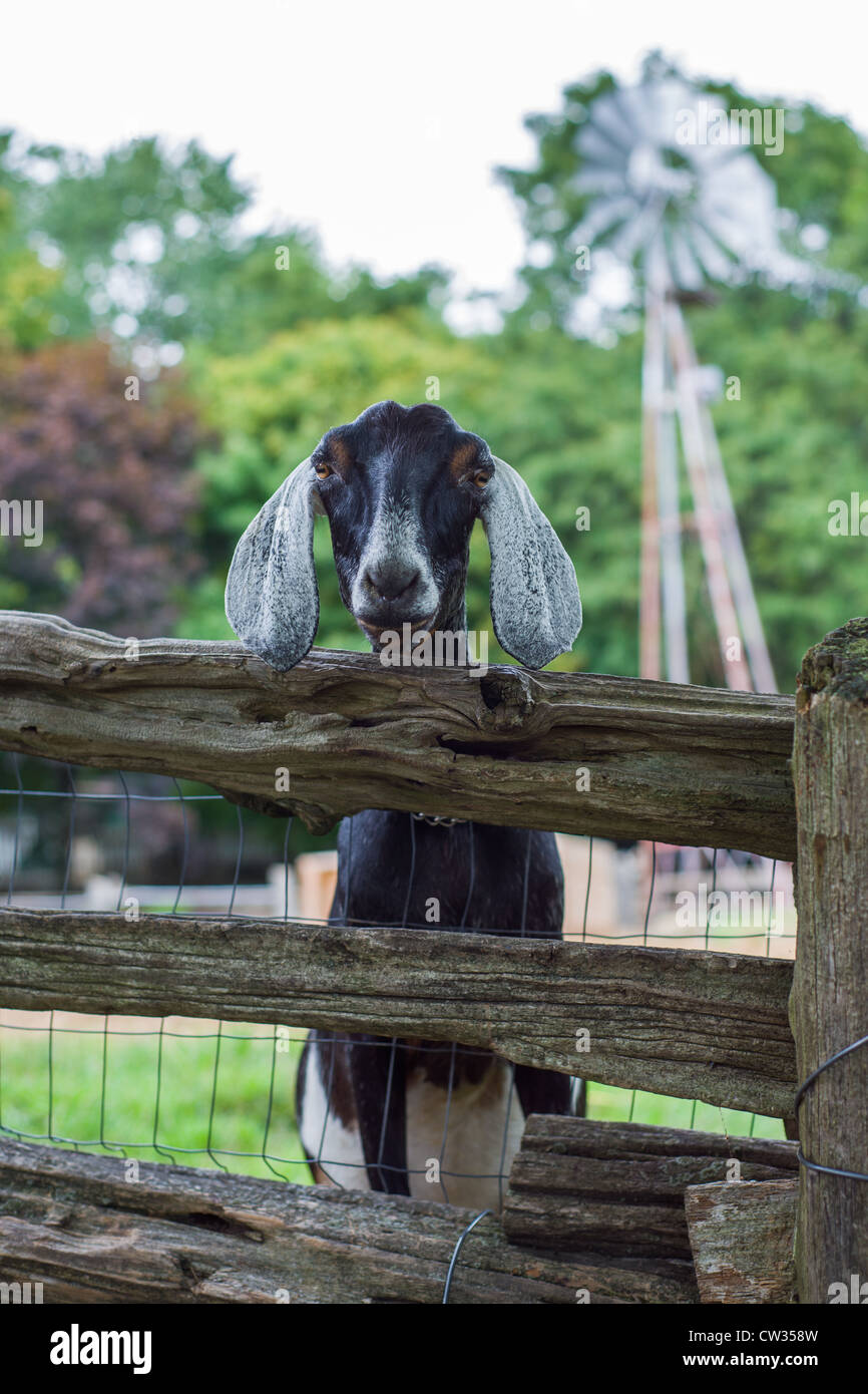 Animal looking over fence hi-res stock photography and images - Alamy