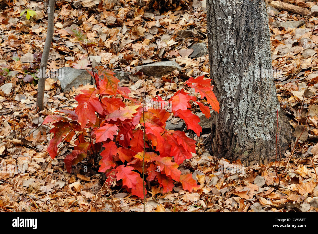 Northern Red Oak (Quercus rubra) seedling, Autumn foliage Greater ...