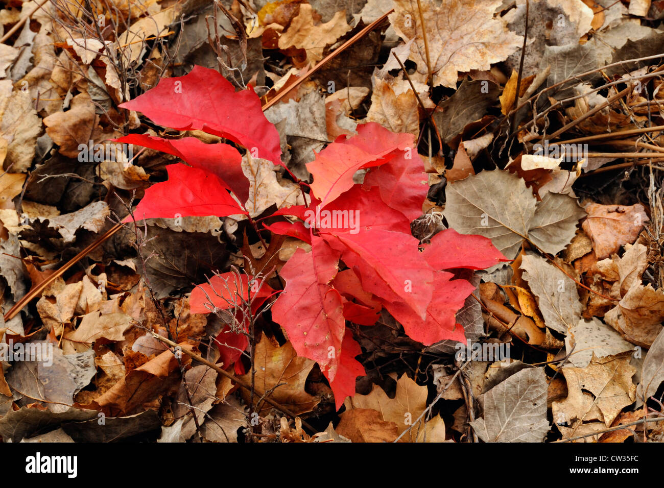 Northern Red Oak (Quercus rubra) Autumn foliage, seedling, Greater ...