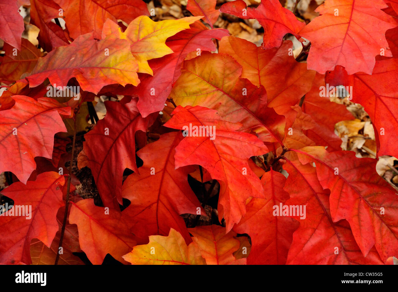 Northern red oak seedling hi-res stock photography and images - Alamy