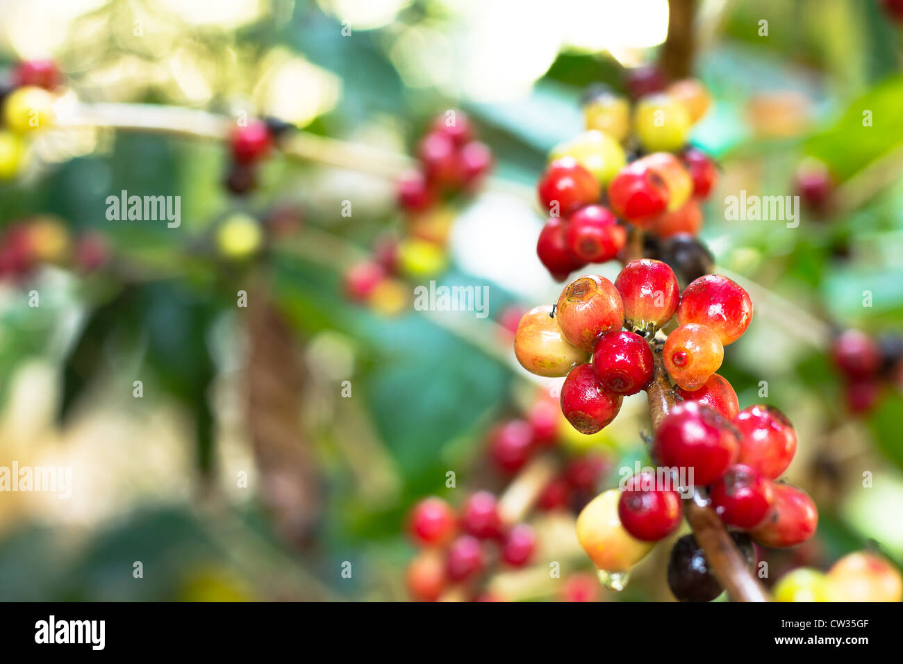 Coffee tree hi-res stock photography and images - Alamy