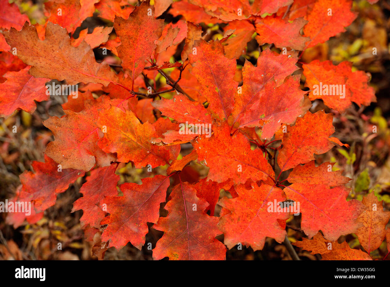 Canada tree seedling hi-res stock photography and images - Alamy