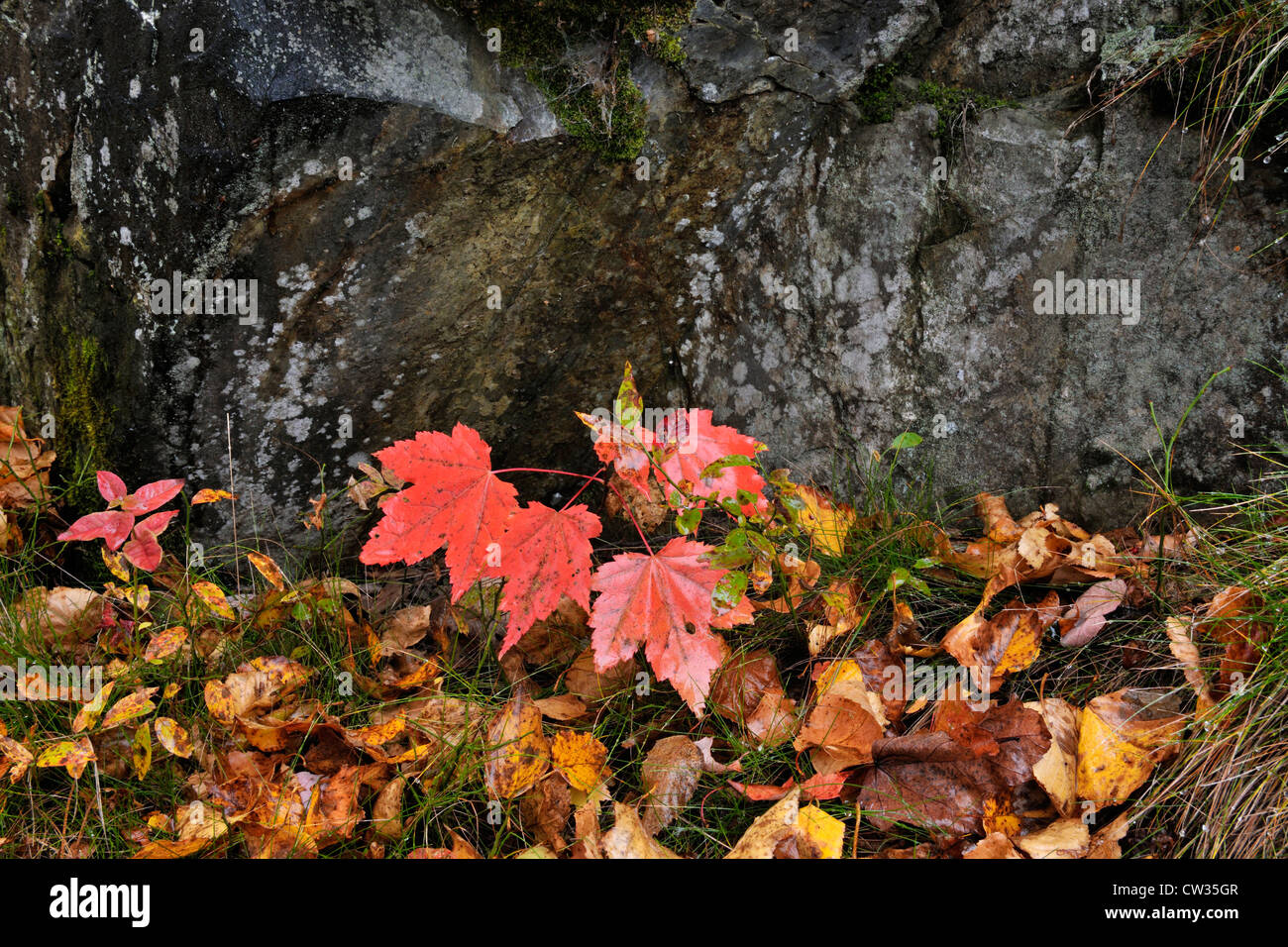 Maple tree seedling hi-res stock photography and images - Alamy
