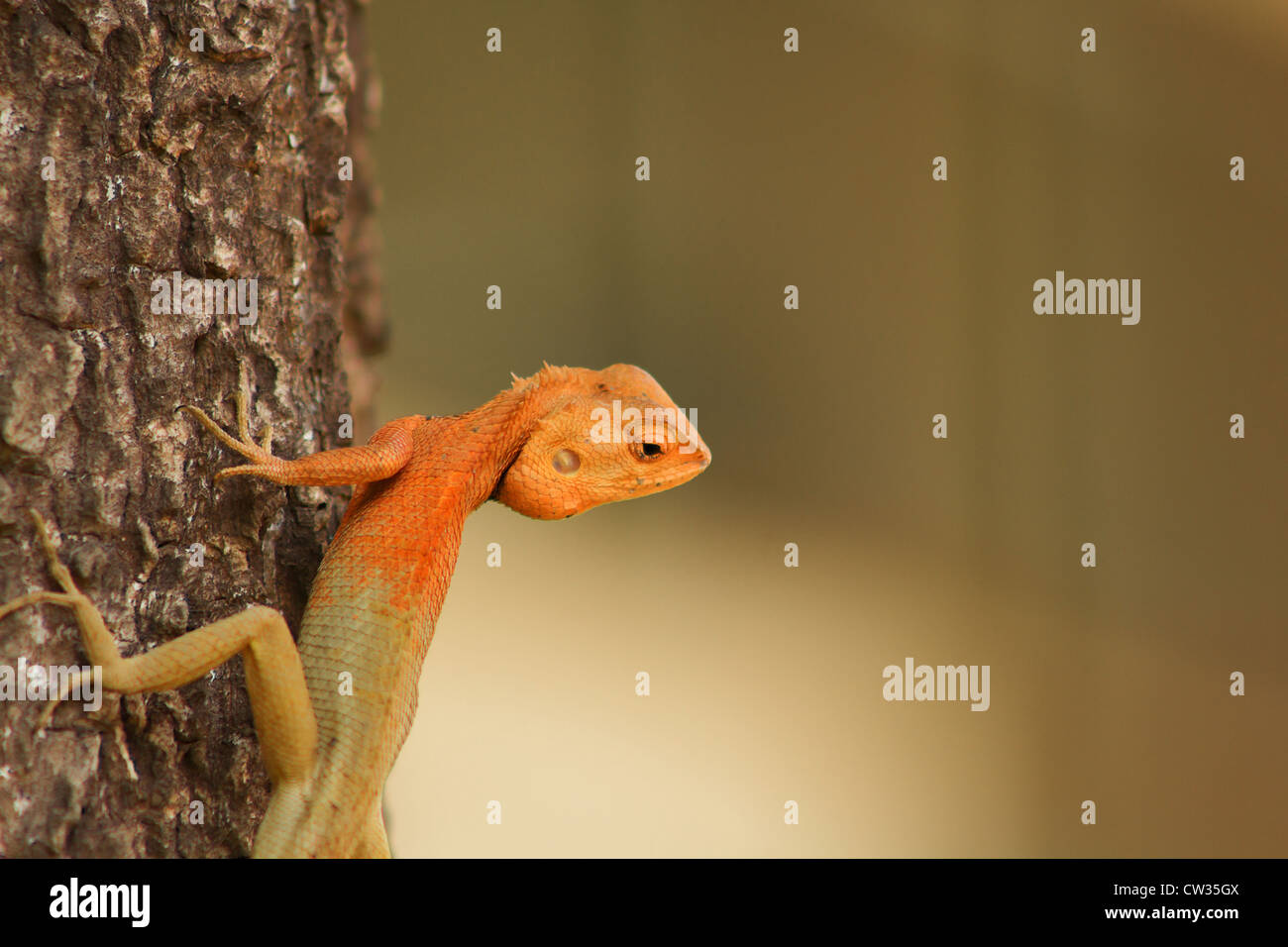 The body of a dragon and the tail of hi-res stock photography and ...