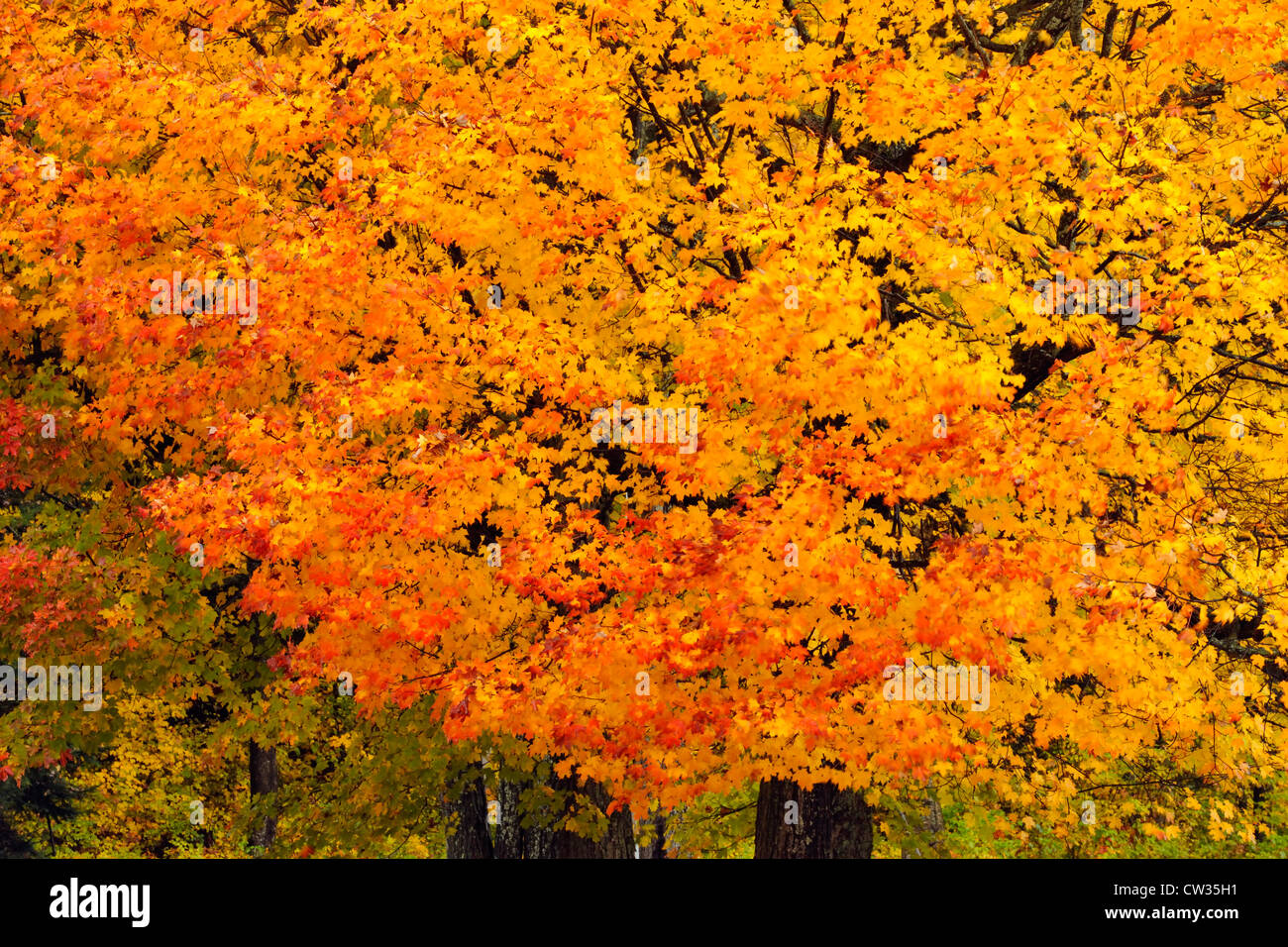 Sugar maple (Acer saccharum) Autumn foliage, Oxtongue Lake, Ontario ...
