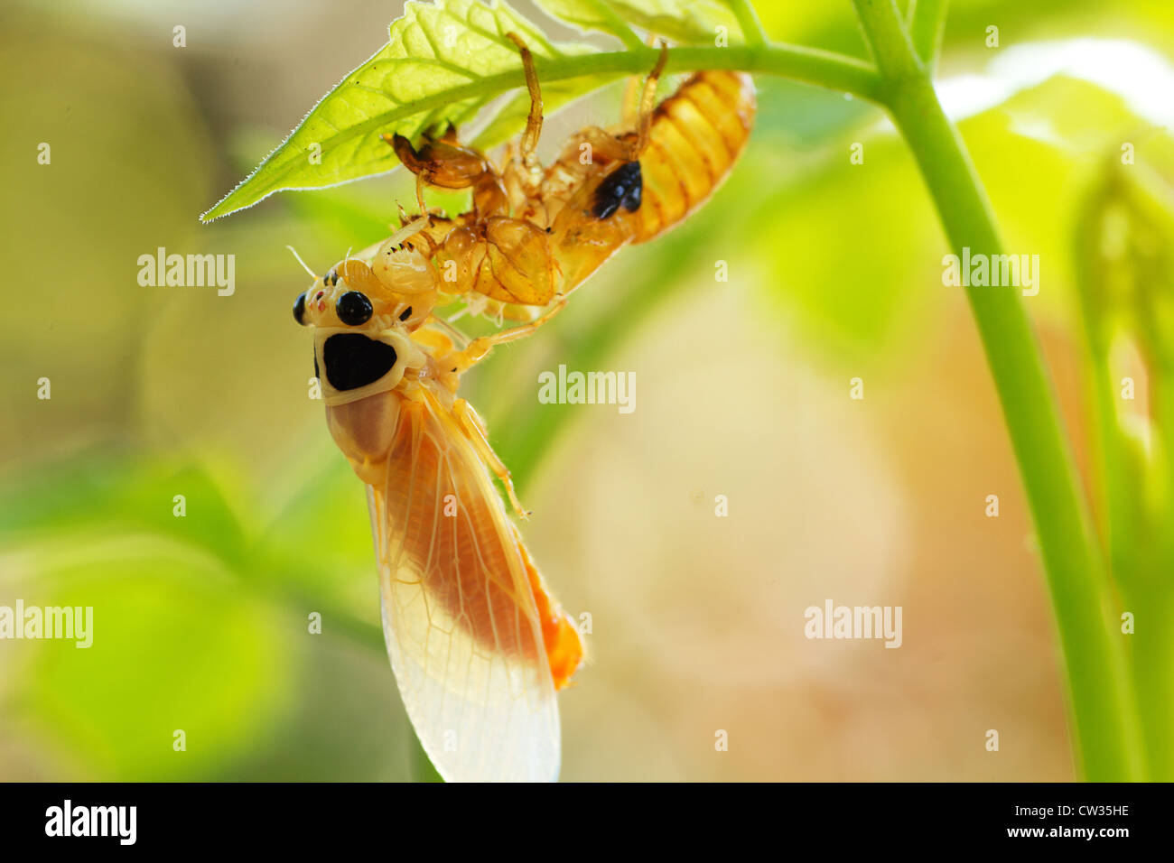 cicada changing its skin in the rain forest Stock Photo - Alamy