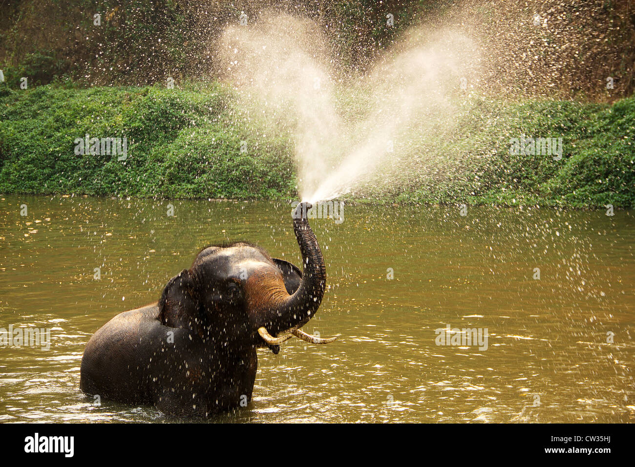 Baby Elephant Spraying Water