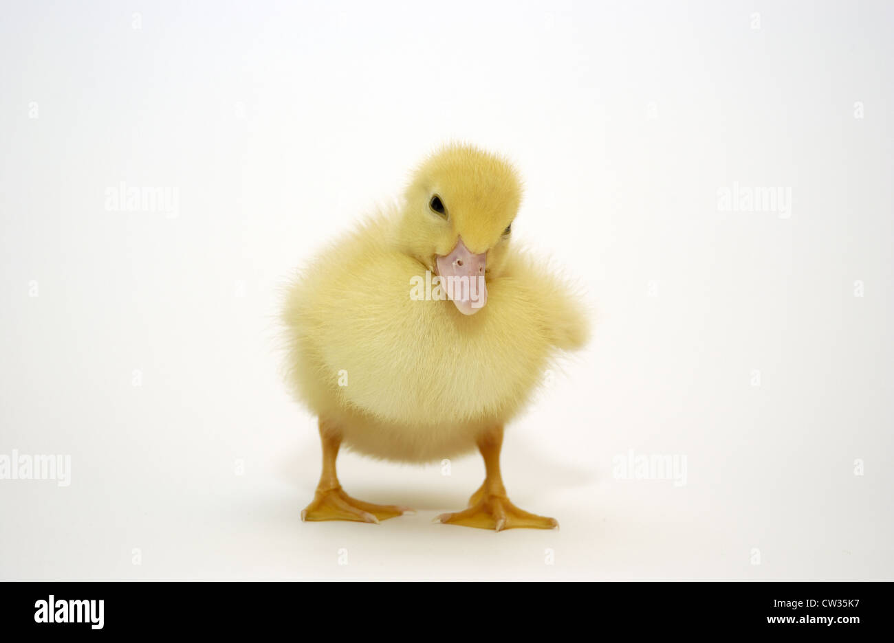 Cute studio image of a duckling (Muscovy Stock Photo - Alamy
