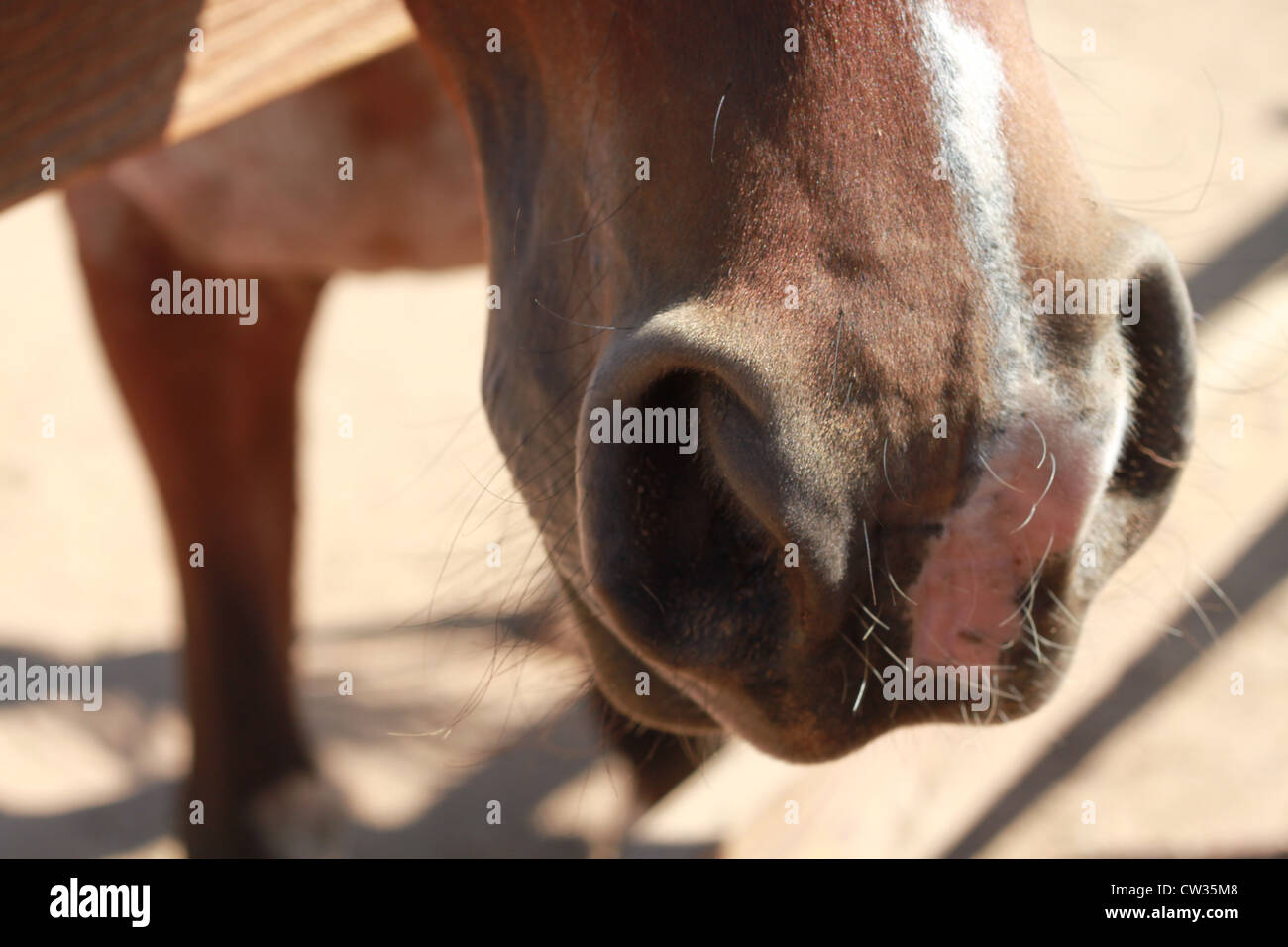 Horse up hi-res stock photography and images - Alamy