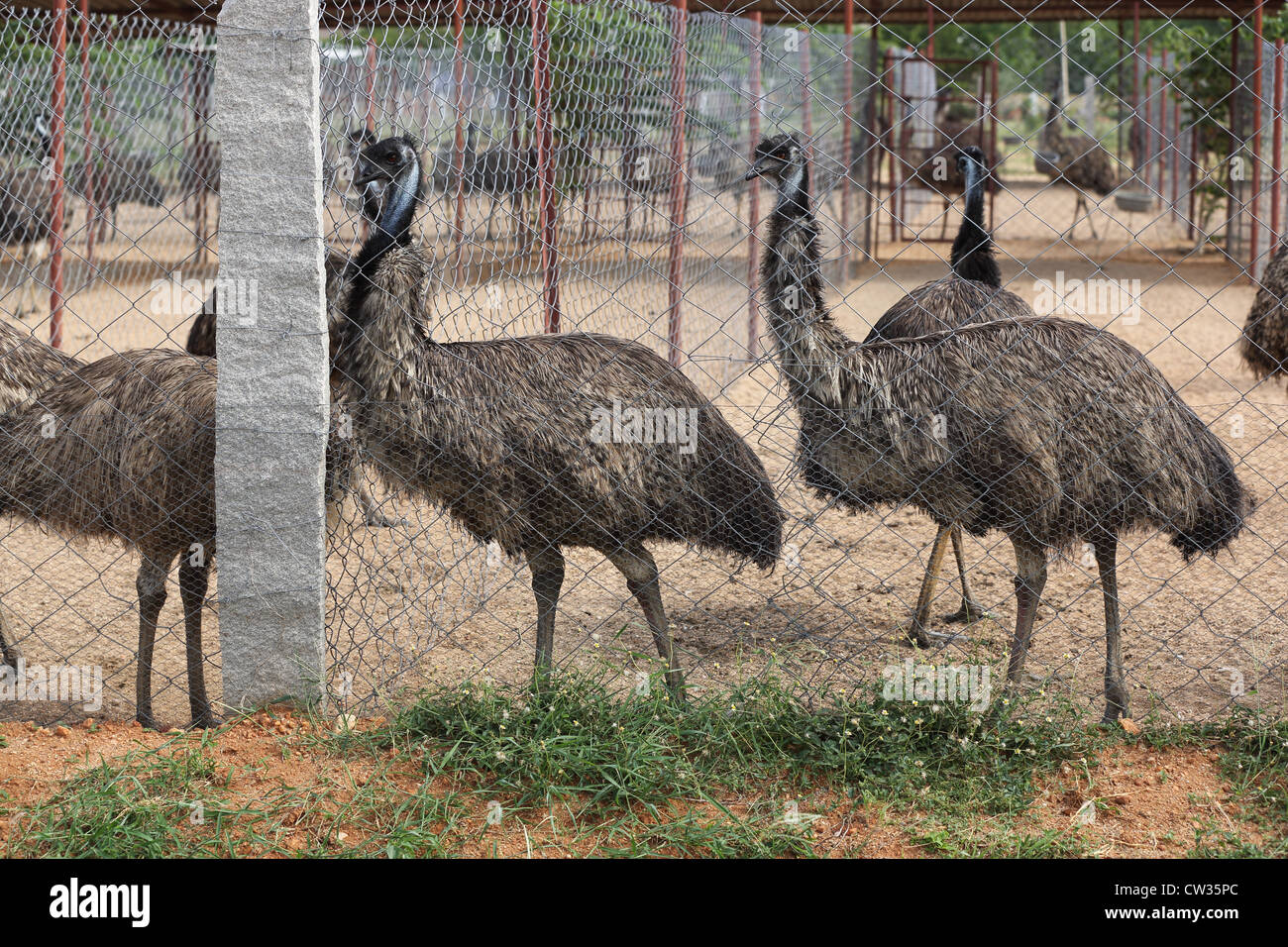 Emu Bird Farming