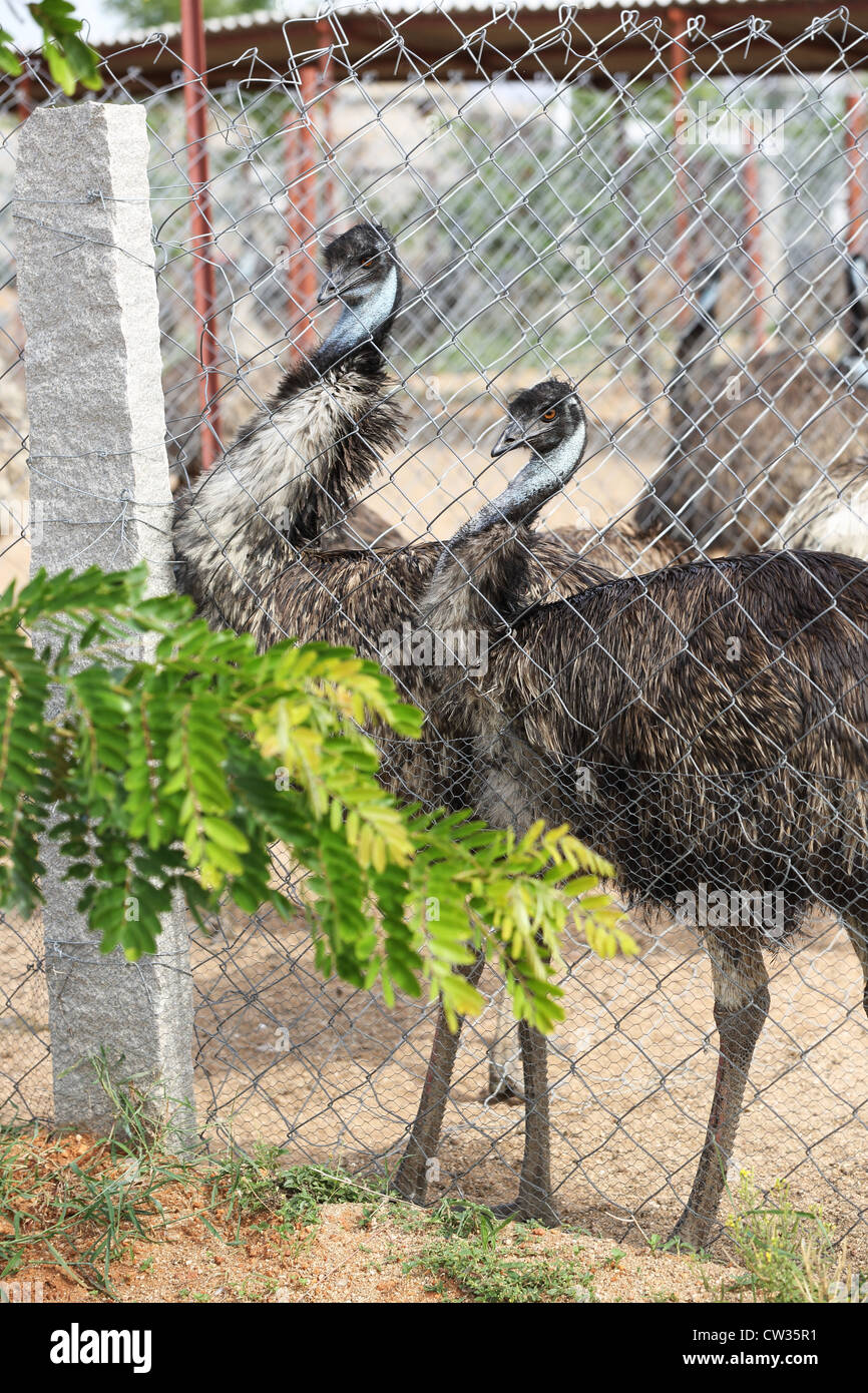 Emu farming Andhra Pradesh South India Stock Photo - Alamy
