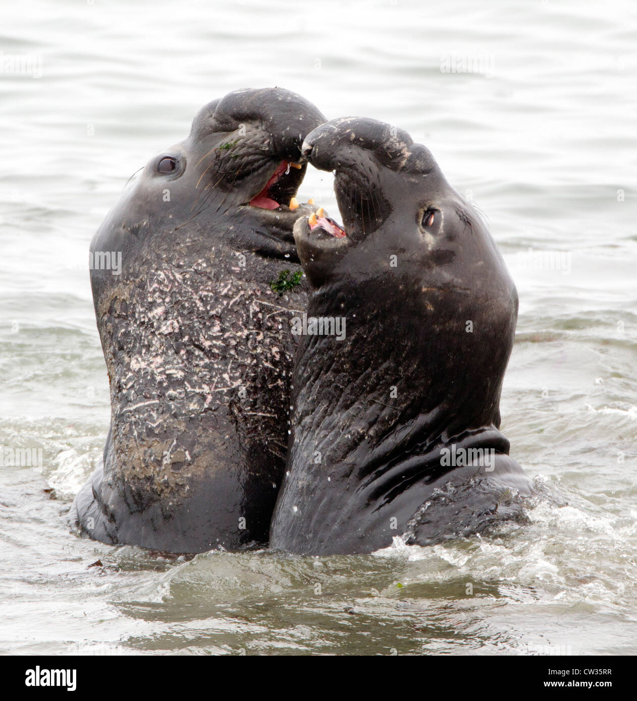 Two Elephant Seals Fighting in the Ocean Stock Photo - Alamy