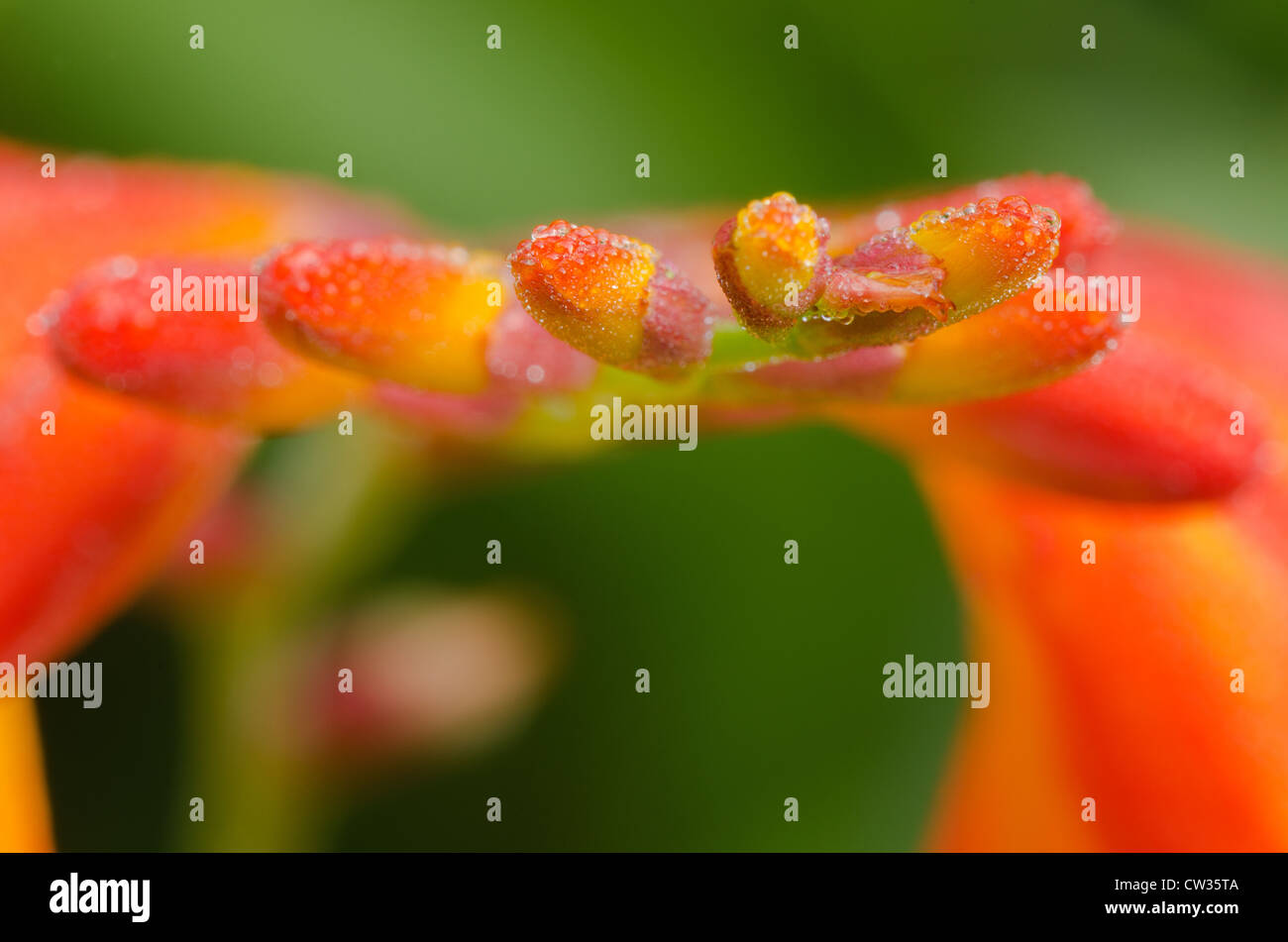 Crocosmia genus Iridaceae coppertips falling stars montbretia flowers ...