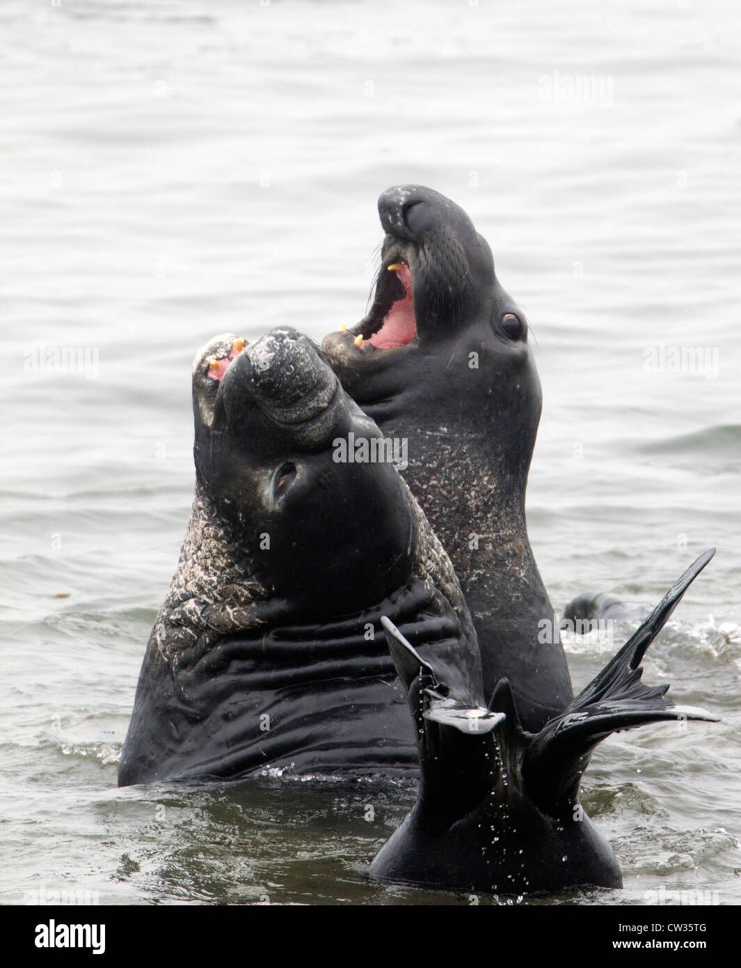 Seals Fighting High Resolution Stock Photography and Images - Alamy