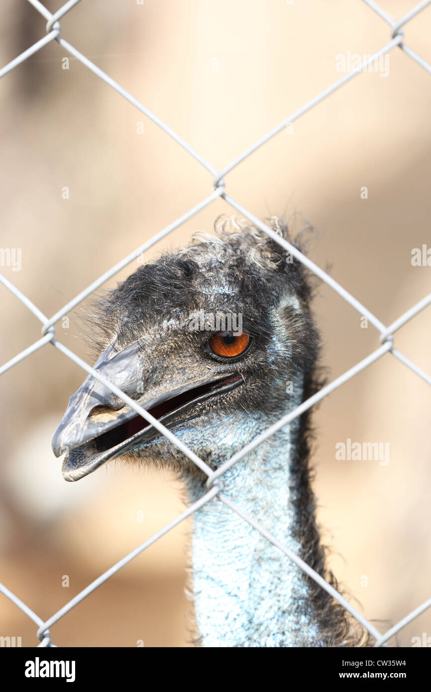 Indian emu farming hi-res stock photography and images - Alamy