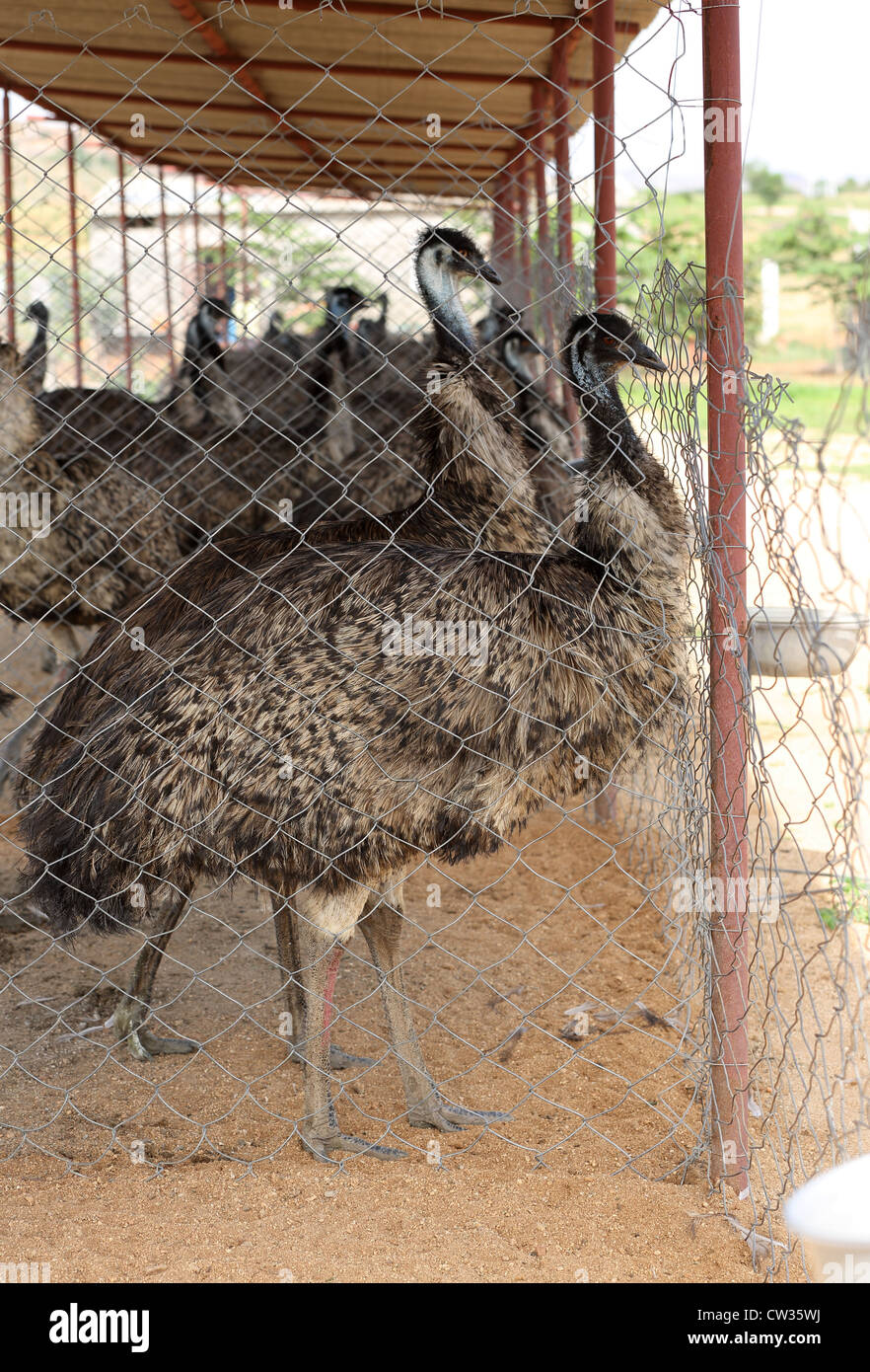 Emu Bird Farming