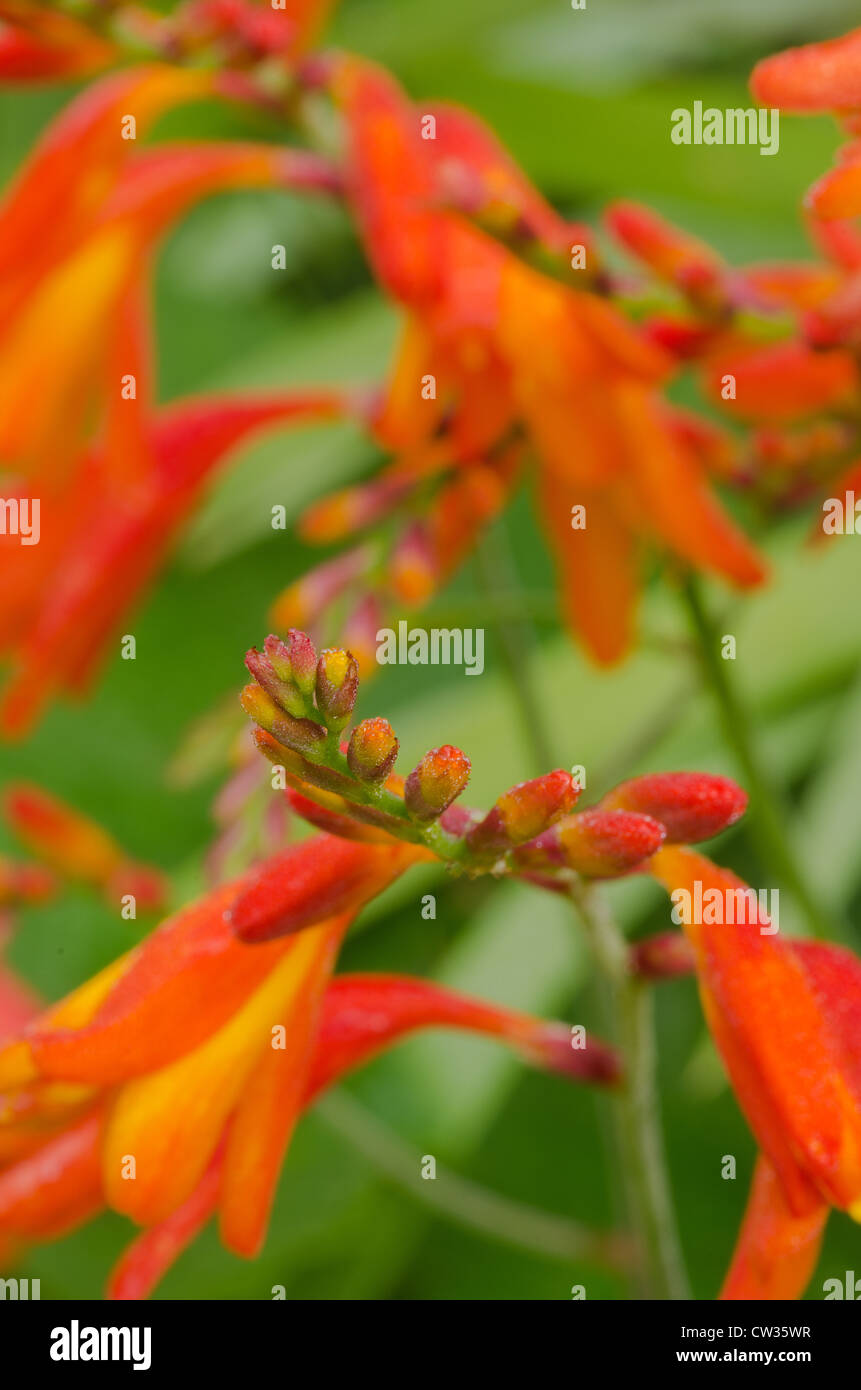 Crocosmia genus Iridaceae coppertips falling stars montbretia flowers ...